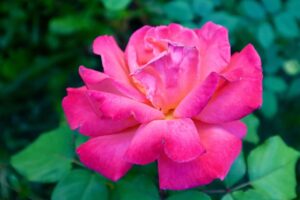 Pink Roses Meaning: Gentle, Soft-Spoken Poets of the Flower World ...