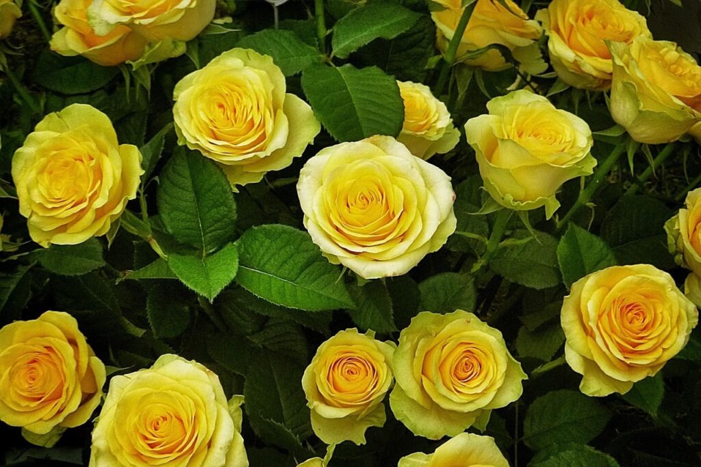 The True Yellow Roses Meaning: Friendships and New Beginnings - FlowerPosh