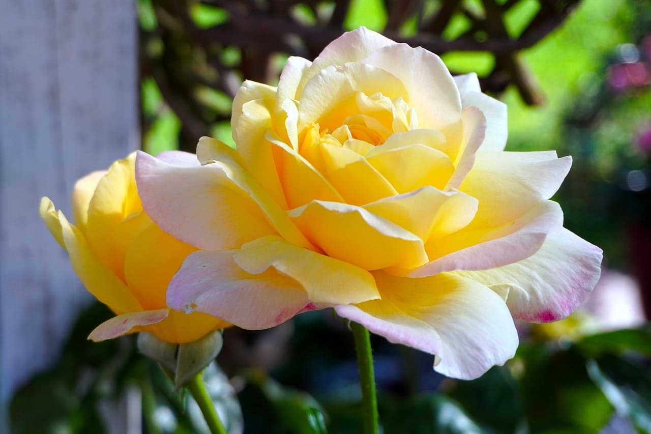 The True Yellow Roses Meaning: Friendships and New Beginnings - FlowerPosh