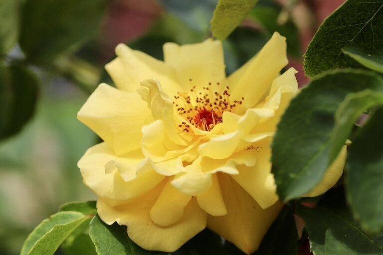 The True Yellow Roses Meaning: Friendships and New Beginnings - FlowerPosh